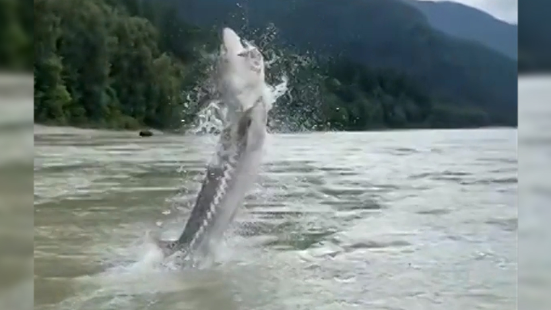 Jesiotr gigant w kanadyjskiej rzece. Wędkarze uchwycili kamerą ...