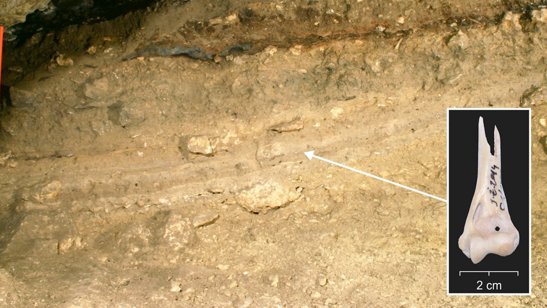 Koty przybyły na tereny Polski 6 tys. lat temu. Najnowsze badania ...