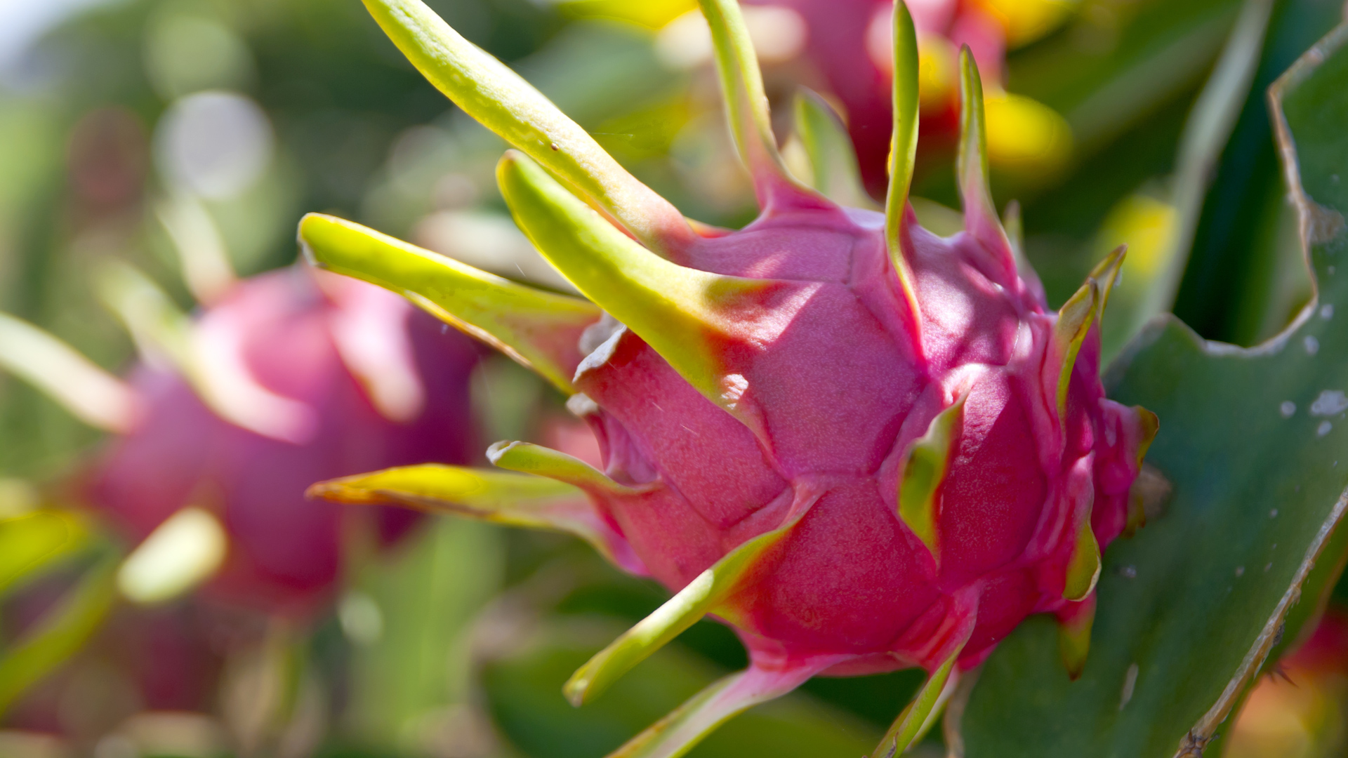 Pitaja, czyli smoczy owoc