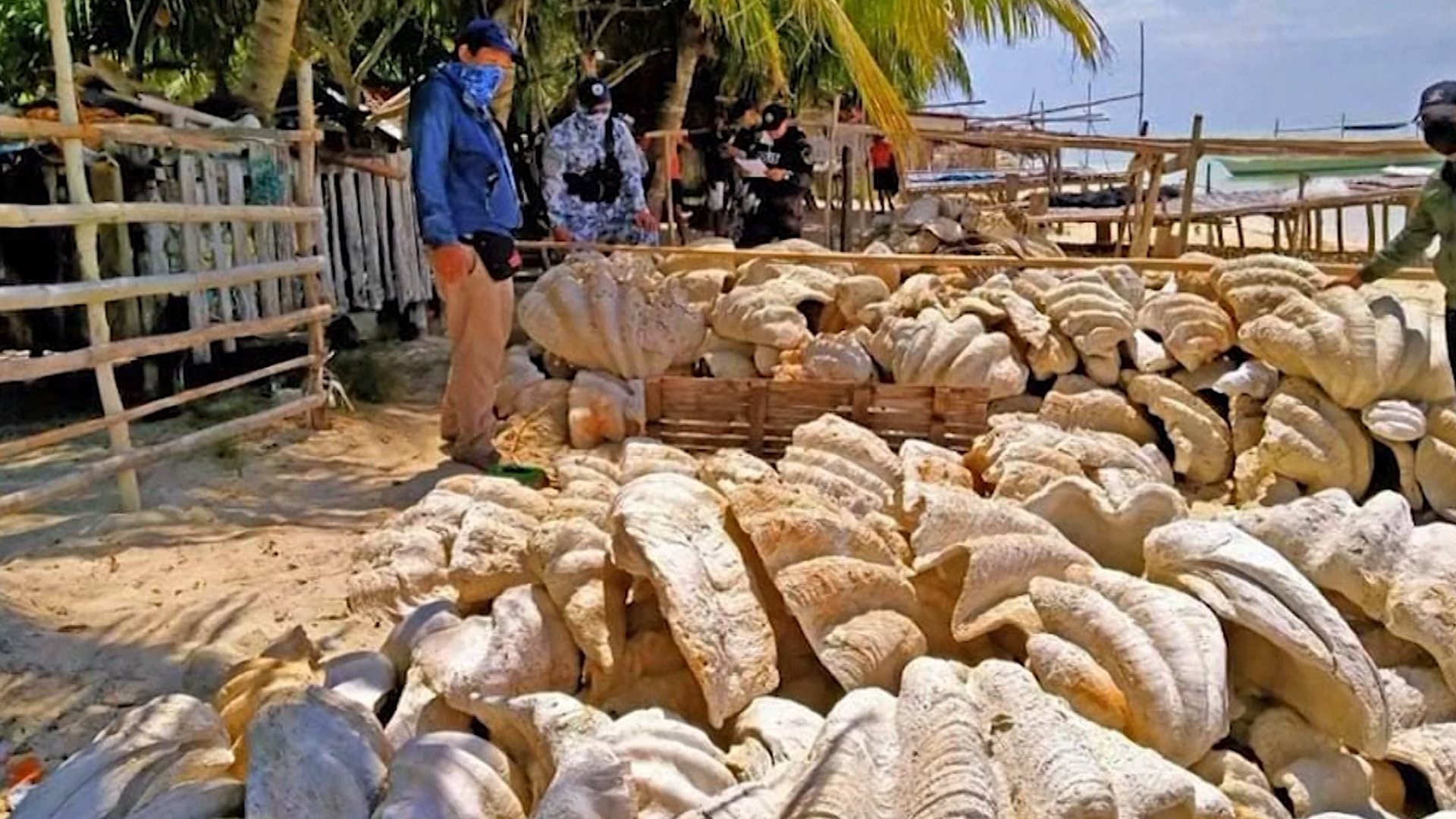 Gigantyczne muszle małży. Udaremnili rekordowy połów zagrożonego gatunku