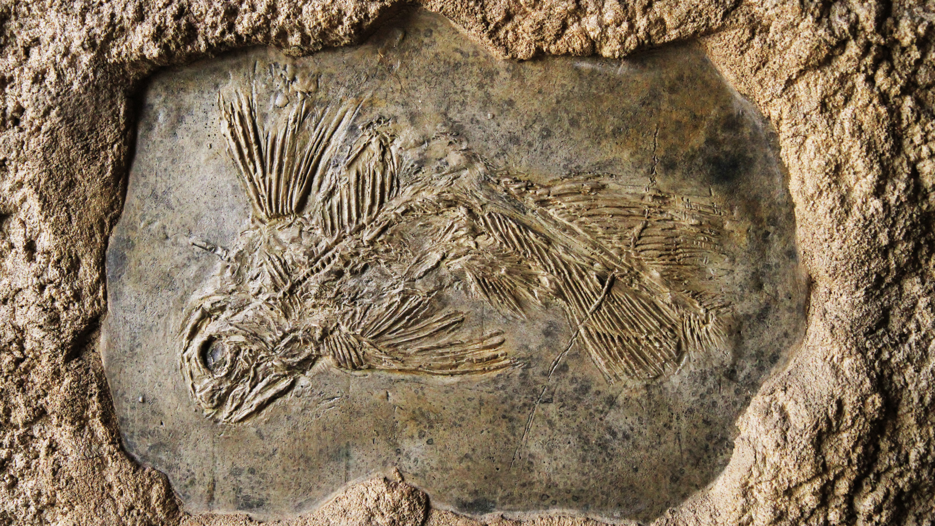 Latimeria. Prehistoryczna ryba, u której właśnie wykryto coś zaskakującego